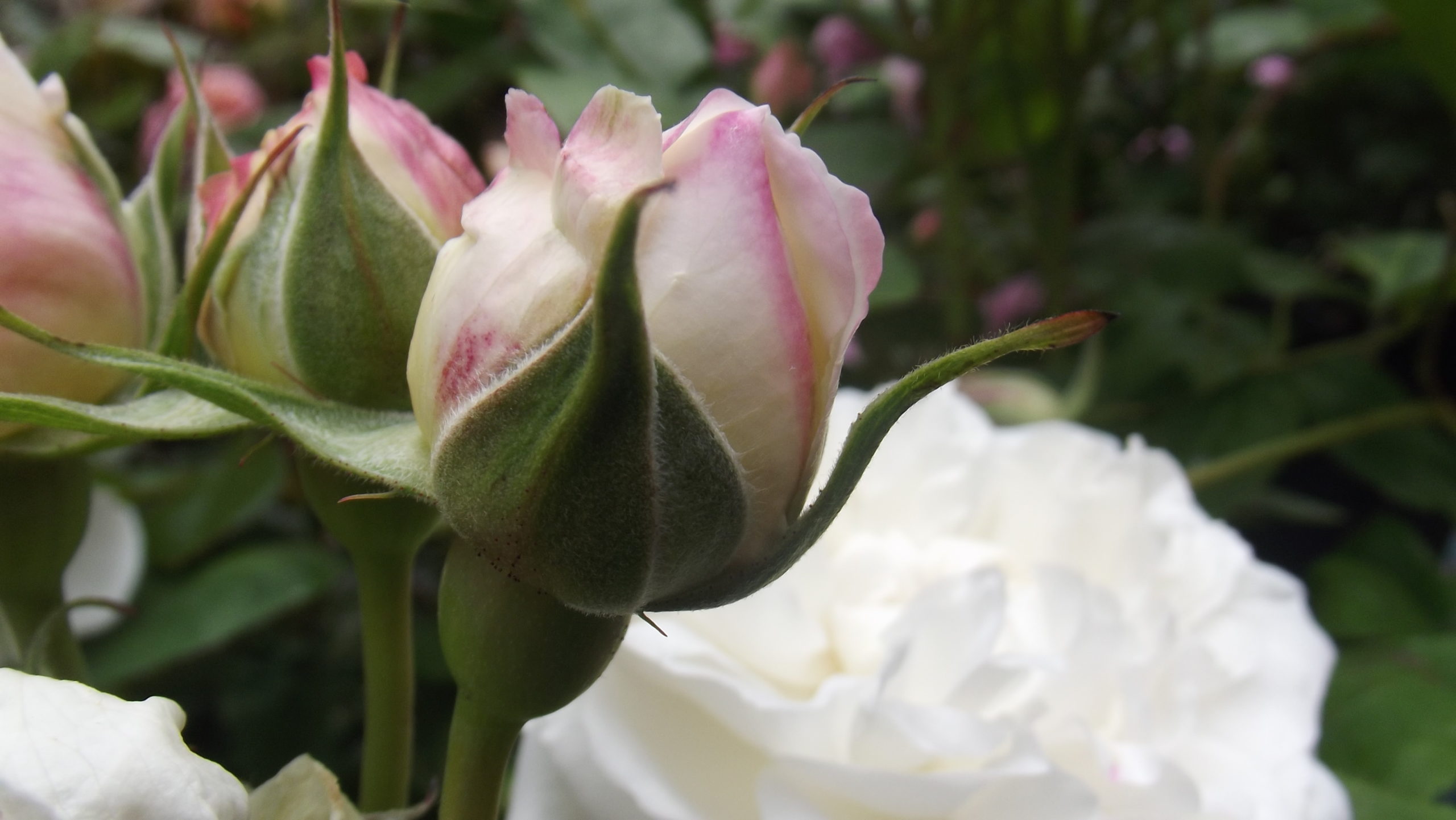 Which Manure Is Best For Flowers LetsFixIt Which Manure Is Best For Flowers LetsFixIt