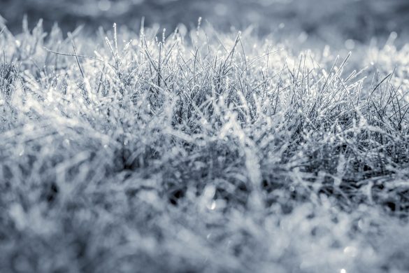 How to rotavate a lawn for the best results - LetsFixIt